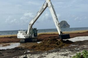 Algues sargasses : la Ville du Diamant renforce la lutte face à un ...